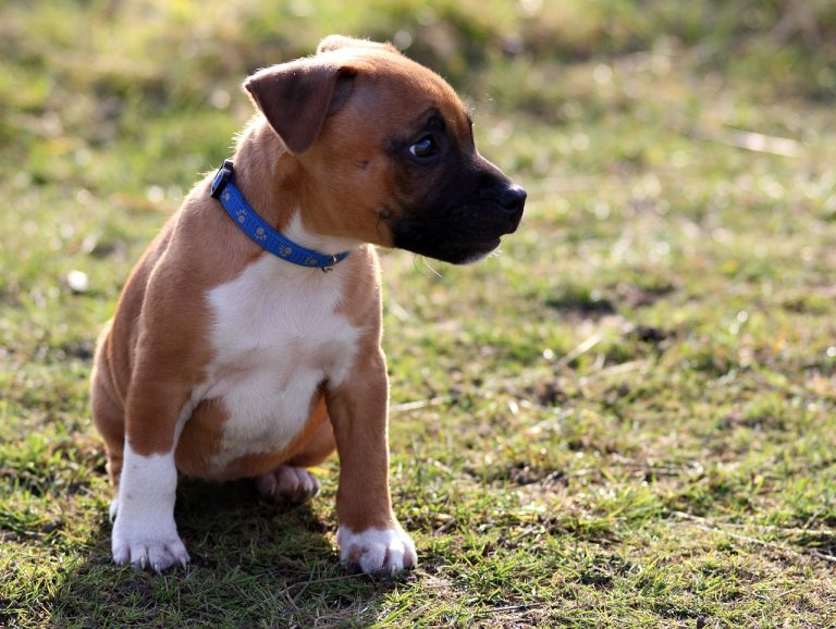 Staffie catégorie - Staffordshire bull terrier - monstaffie.fr